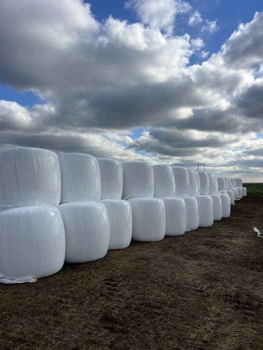 Vindem Baloti De Porumb Siloz 1000 KG Piscu • OLX.ro