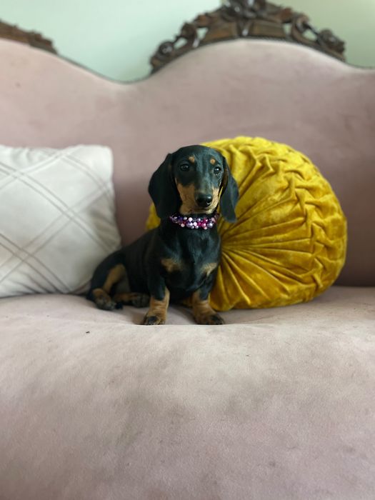 Catel teckel cu pedigree FCI Ineu • OLX.ro