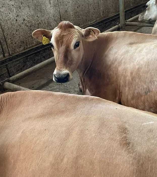 Fermă de Reproducție rasa JERSEY vinde juninci gestante Flamanzi • OLX.ro