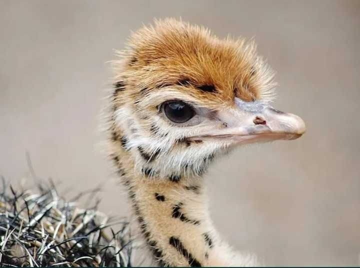 Pui de struț Africani Piatra Neamt • OLX.ro