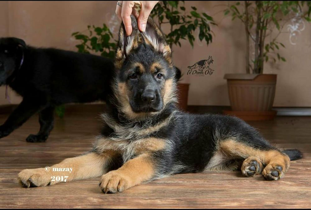 Немецкой овчарки щенки FCI: 300 000 тг. - Собаки Алматы на Olx