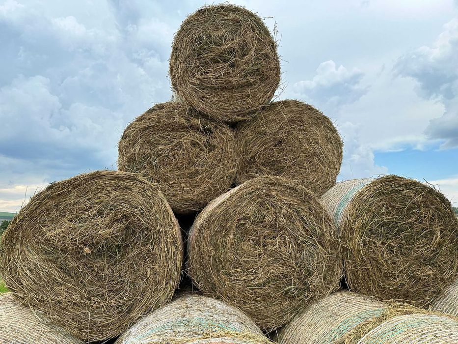 Baloti rotunzi lucerna 120 cm Vidrasau • OLX.ro