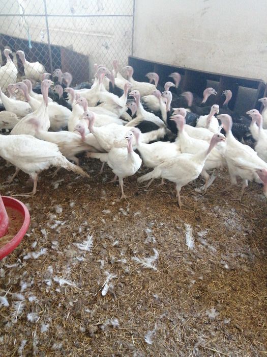 Vand pui curca, albi si negri, din productie proprie Brasov • OLX.ro