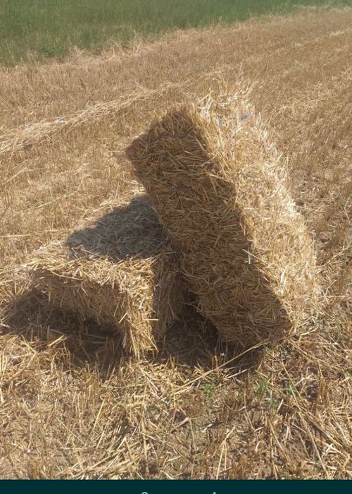 Vînd baloți de paie și baloți de fîn Ghirolt • OLX.ro