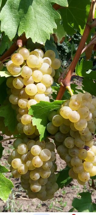 Vand struguri de vin-Fetesca si Otonel-calitate superiora Jaristea • OLX.ro