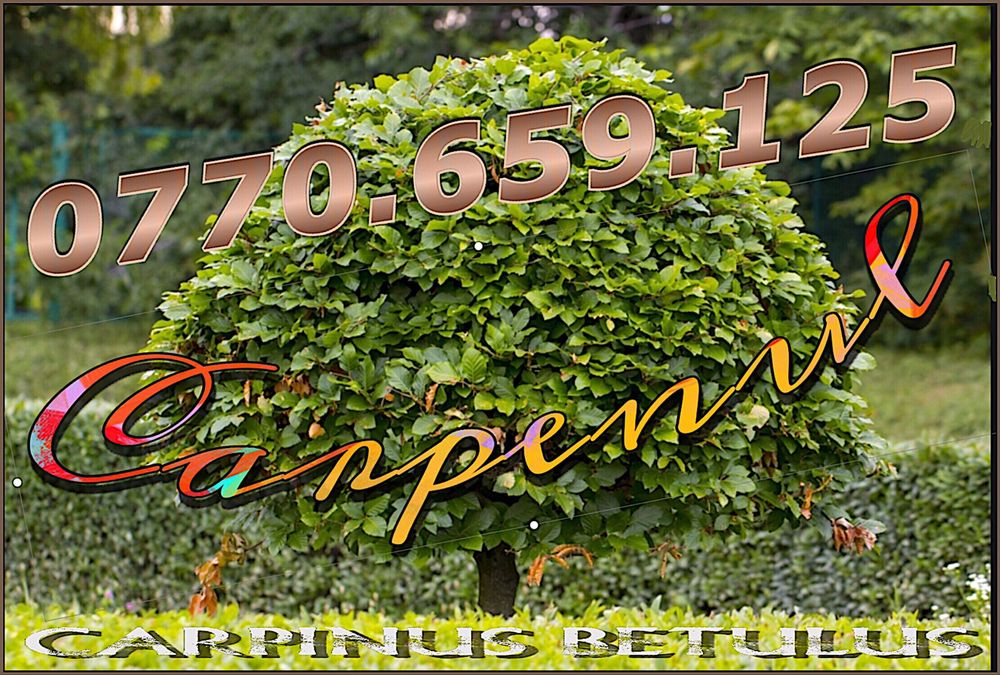 Carpen (Carpinus betulus) Campina • OLX.ro
