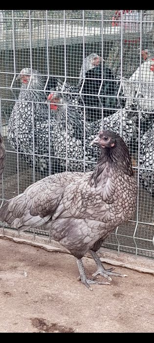 Vând ouă și pui din rasa Australorp Albastru Negru și Splash Balesti ...