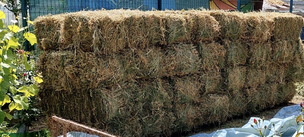 Baloti lucerna 2024 Slobozia Noua • OLX.ro