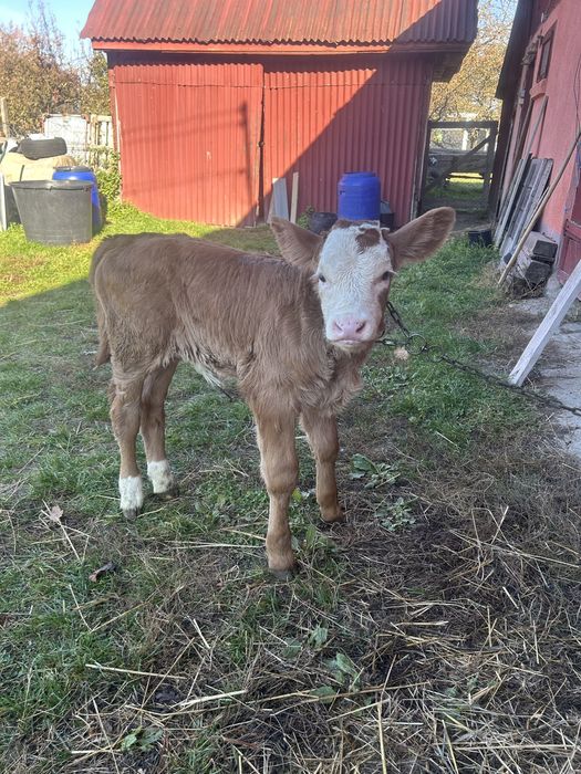 Vand vitea baltata Satu Nou de Sus • OLX.ro