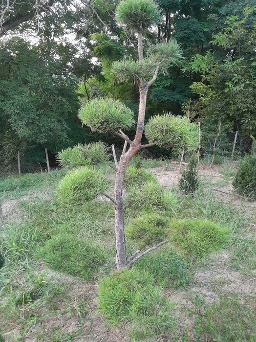 Bonsai,Pin-Pinus Targu-Mures • OLX.ro