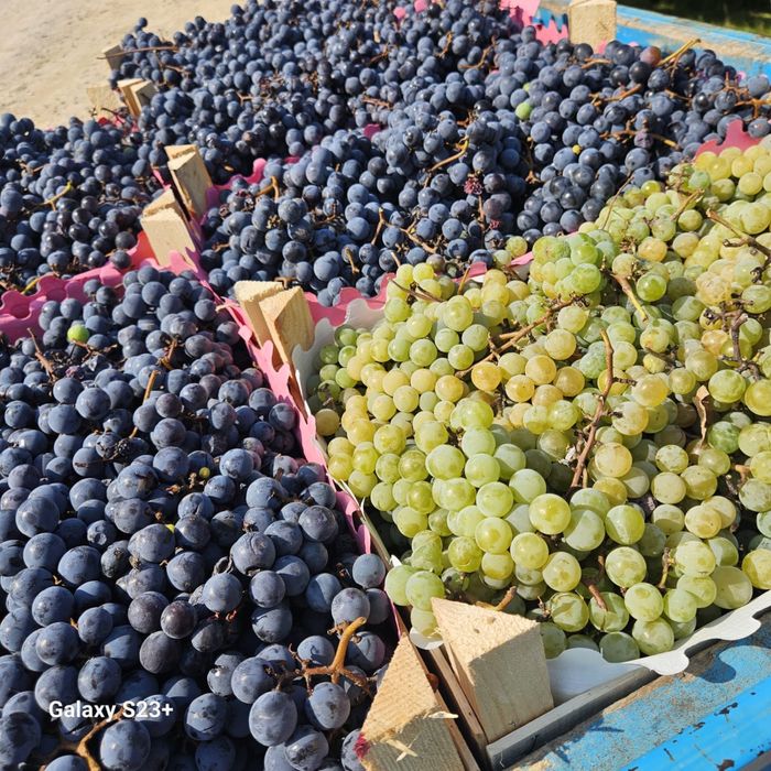 Struguri pentru VIN Saveni • OLX.ro