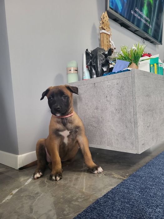 Ciobanesc Belgian Malinois FCI Iecea Mica • OLX.ro