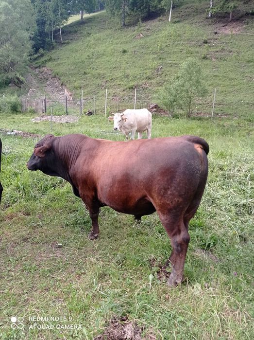 Vând taur de rasă Angus Ciocanesti • OLX.ro