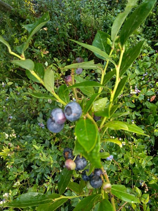 afin butasi de vanzare ' Anunturi ' OLX.ro