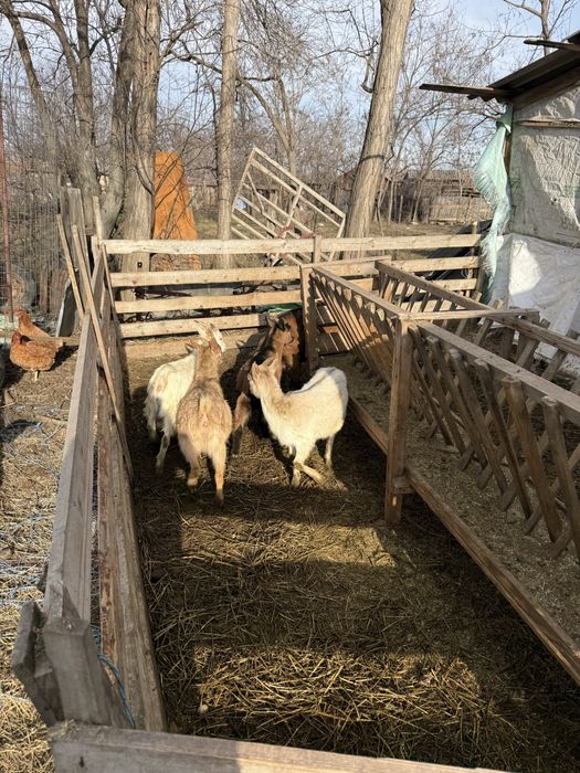 Capre bune de lapte Dascalesti • OLX.ro