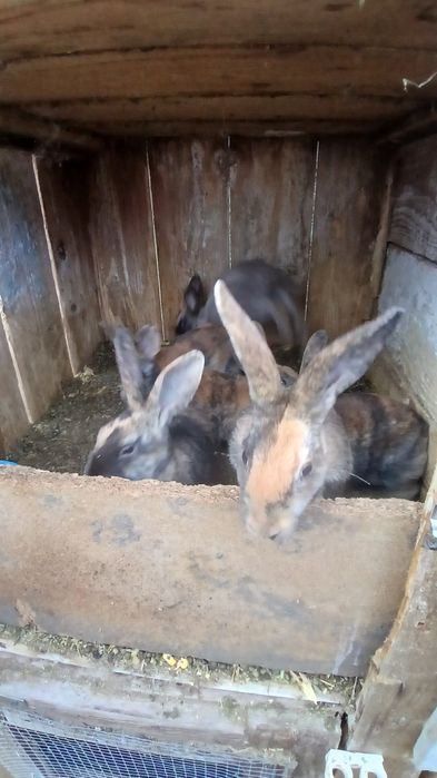 Vand pui de iepuri rex si corcituri din rex cu secuiesc Rediu • OLX.ro