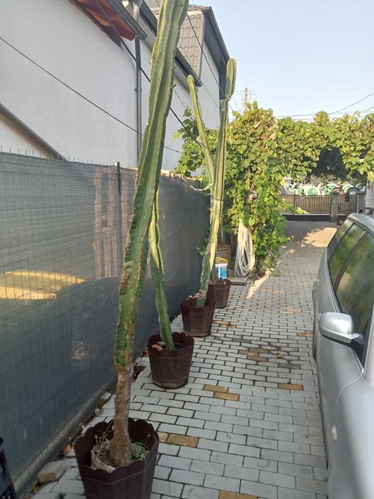 Cactusi giganți aprox.3m Iernuteni • OLX.ro