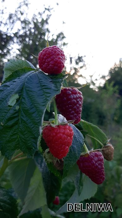 Drajoni de zmeură Delniwa Targu Jiu • OLX.ro