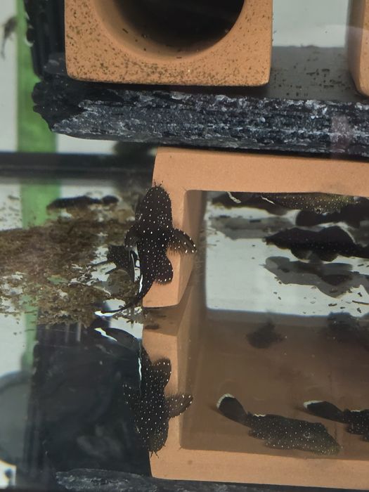 Pesti acvariu, Pui Peppermint pleco L181 (ancistrus sp) Ploiesti • OLX.ro
