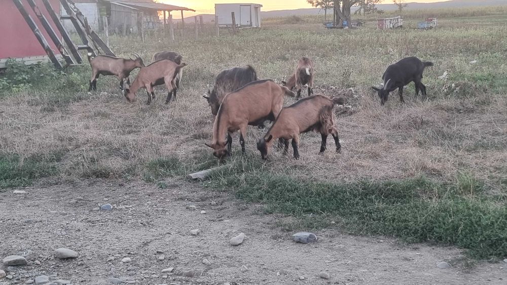 Vand capre alpine si ieduţe Sintereag • OLX.ro