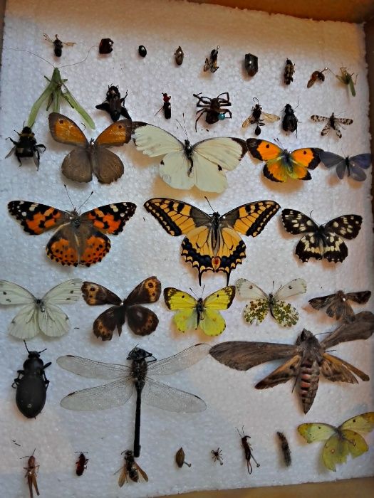 Insectar deosebit/ insecte-scoala Bucuresti Sectorul 1 • OLX.ro