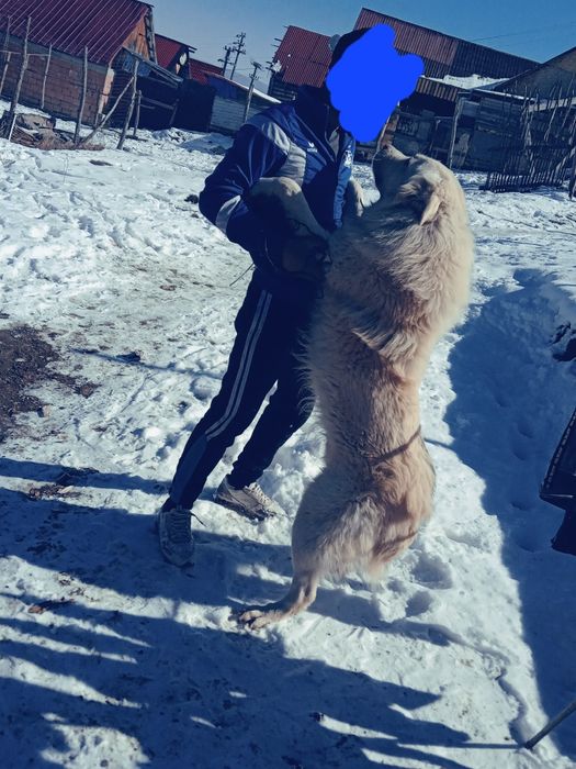 Mascul rasa asia centrala alabai Maierus • OLX.ro