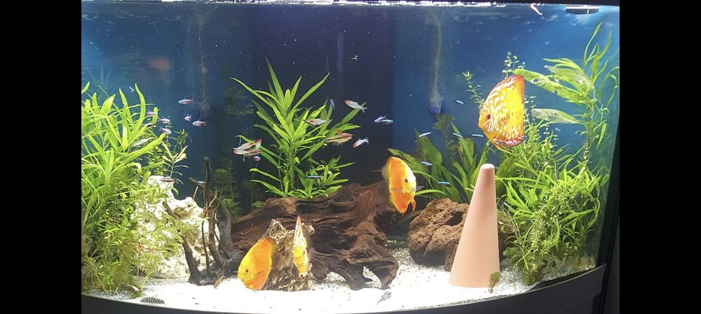 Amenajare acvarii Timișoara Timisoara • OLX.ro