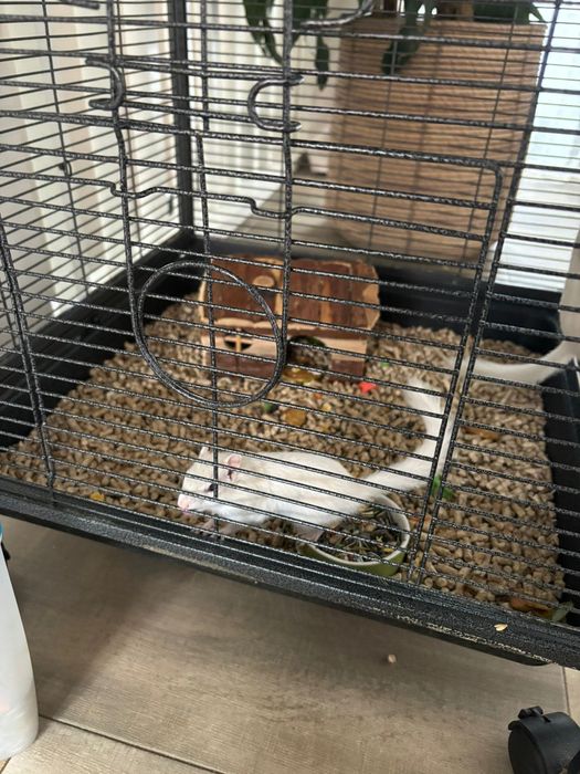 Vand veverite siberiene veverita siberiana albe Lotrioara • OLX.ro