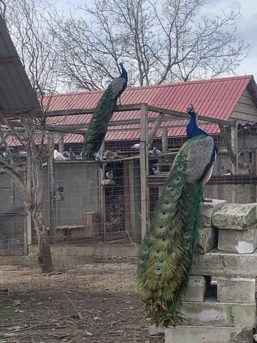 Pauni masculi de vanzare Rasurile • OLX.ro