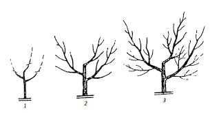 Taieri pomi fructiferi Bucuresti Sectorul 6 • OLX.ro