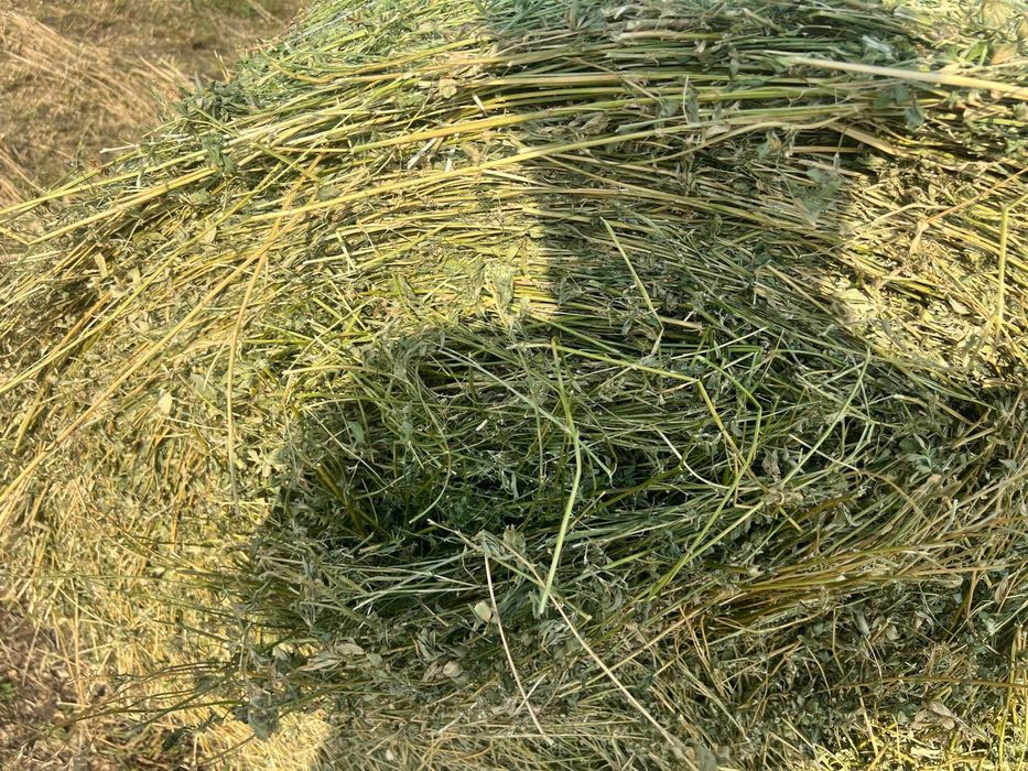 Baloti lucerna rotunzi la TIR min 40.Sau fan.Drept.500.Trans.inclus RO ...