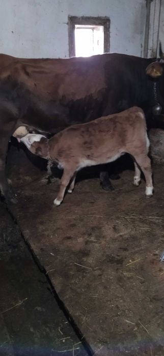 Vinde vitel de rasa bruna de 6 săptămâni Frasin • OLX.ro