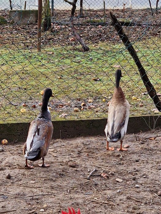 Rate alergătoare indiene, judetul Bihor Beius • OLX.ro