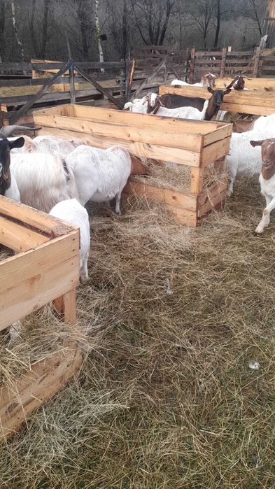 De vanzare capre Buren (boier) Miercurea-Ciuc • OLX.ro