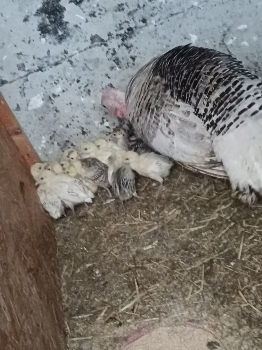 Vând puii de curca românești,curci, cât și curcani,românești ...