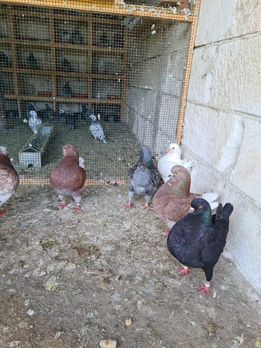 Porumbei King exemplare deosebite Lungani • OLX.ro