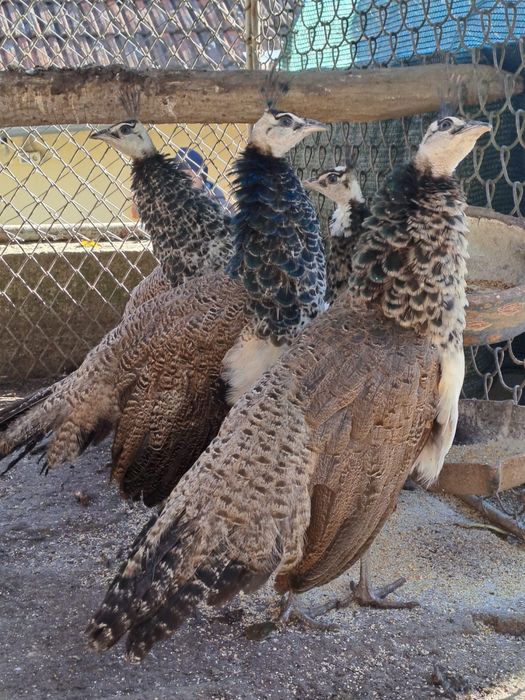 Pauni standard de vanzare Targu Carbunesti • OLX.ro