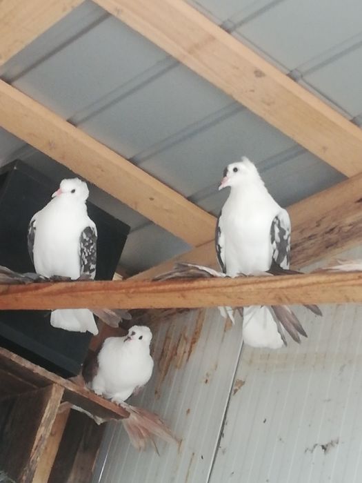 Randunele de saxonia Tilecus • OLX.ro