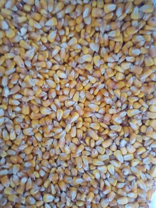 Porumb boabe de vânzare Colonia Sighetu Silvaniei • OLX.ro