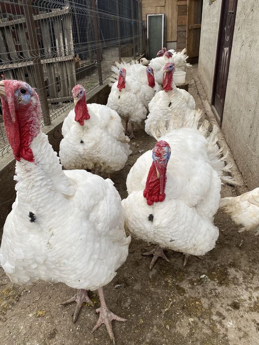 Curcani crescuți bio Cerasu • OLX.ro