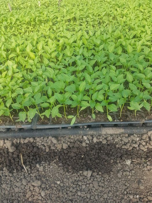 Rasaduri de rosii Vidra • OLX.ro