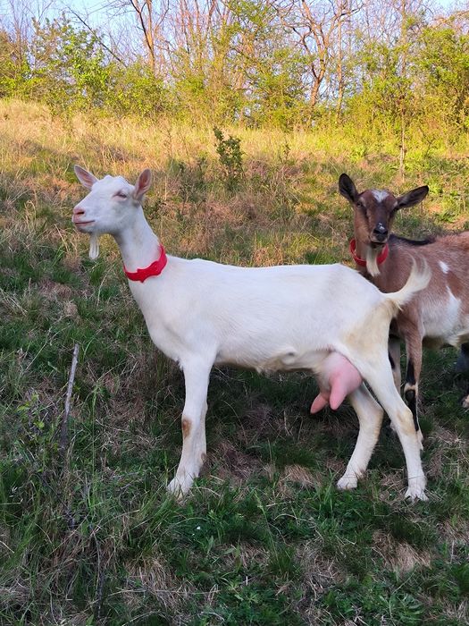 Capre și ieduțe Saanen de Vânzare Targu Ocna • OLX.ro