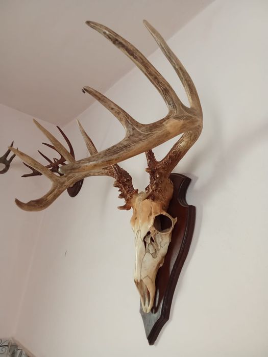 Coarne Cerb ,Trofeu cerb American cu craniu Ilva Mare • OLX.ro
