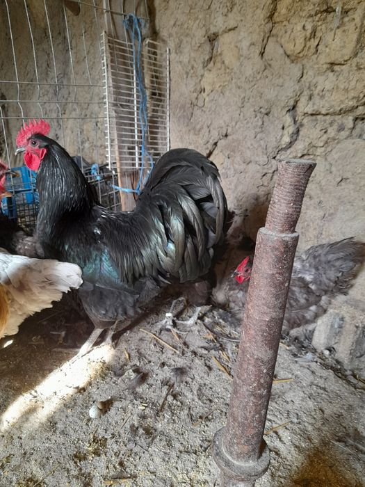 Oua pt incubat și pui australorp Iasi • OLX.ro