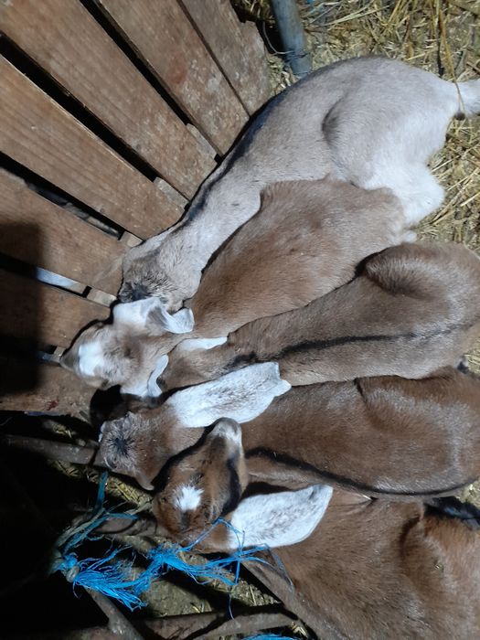 Anglo nubiene iezi si iedute cu acte de origine tapi si mai marii Cheresig • OLX.ro