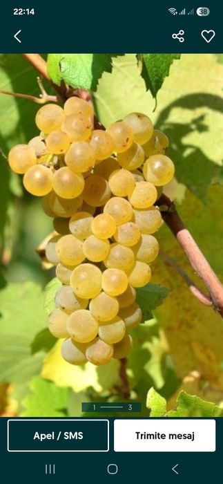 Vând struguri de vin productie 2025 Botosani • OLX.ro