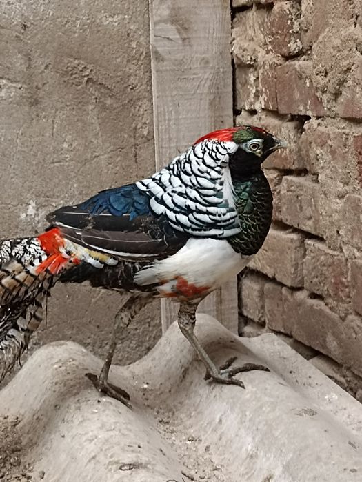 Vînd mascul de fazan diamant din anul 2022 , din primăvară . 250 LEI . Braniste • OLX.ro