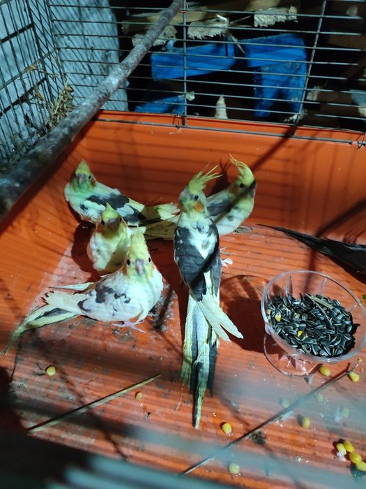 Papagali nimfe și micul și marele Alexander baraband peruși rosela a ...