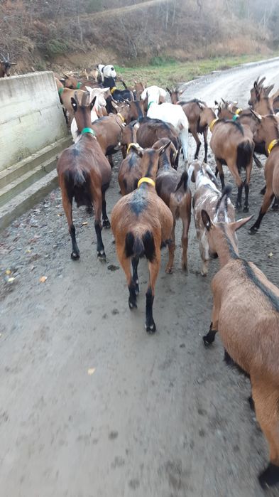 Capre alpina franceza Ghighiseni • OLX.ro