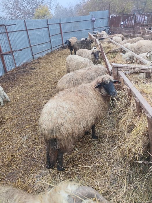 Oii de vânzare carabase și țurcane Zimnicea • OLX.ro